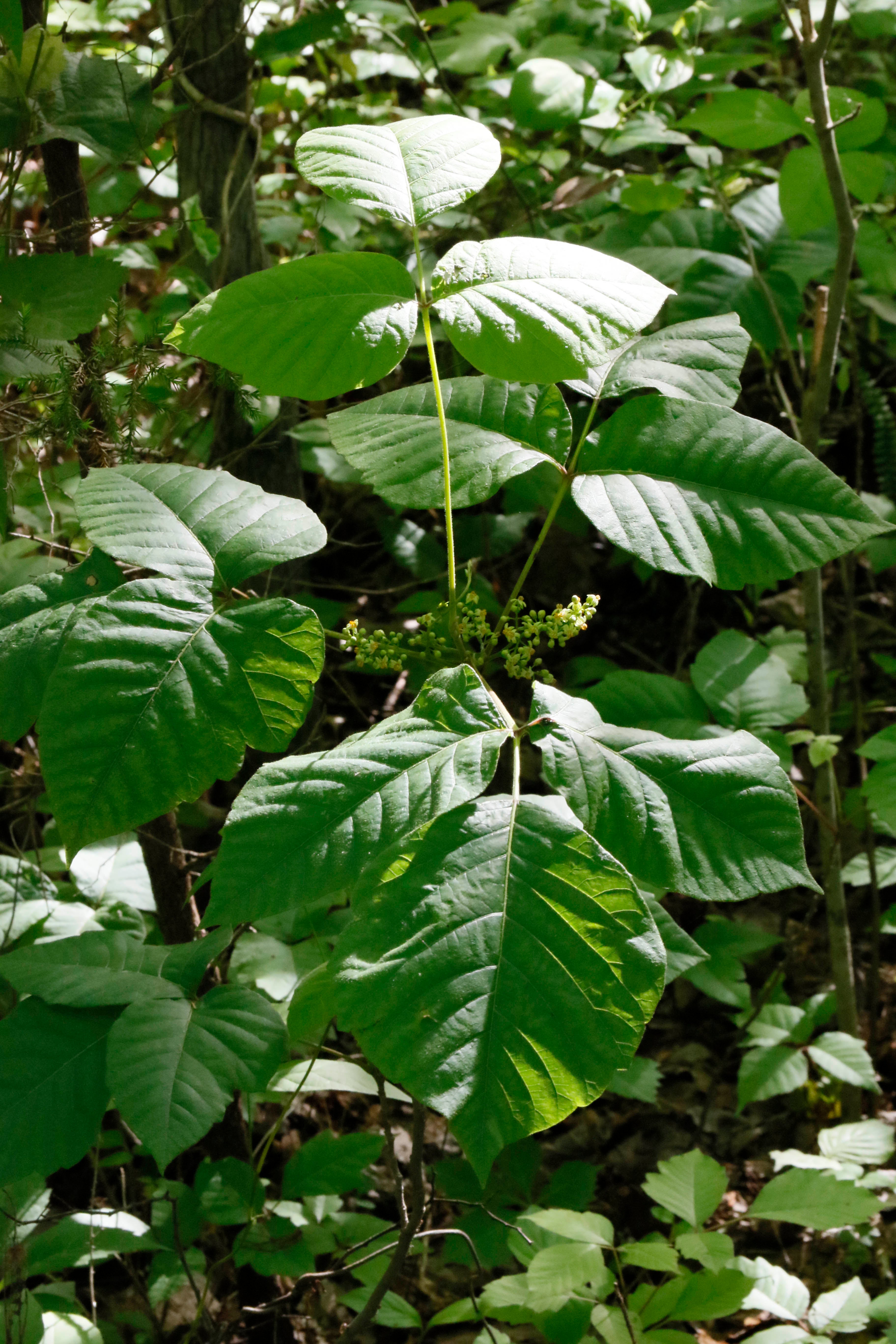 Regular reader weighs in on sticks and poison plants | Ohio Cooperative Living